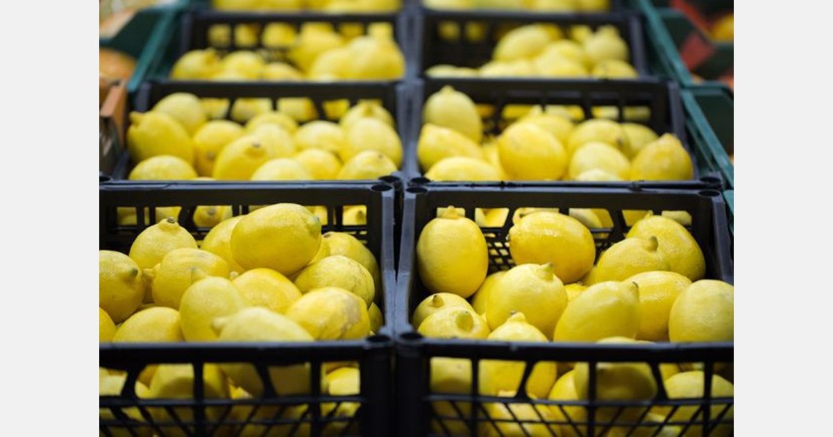 Early end of Spanish Verna lemon campaign