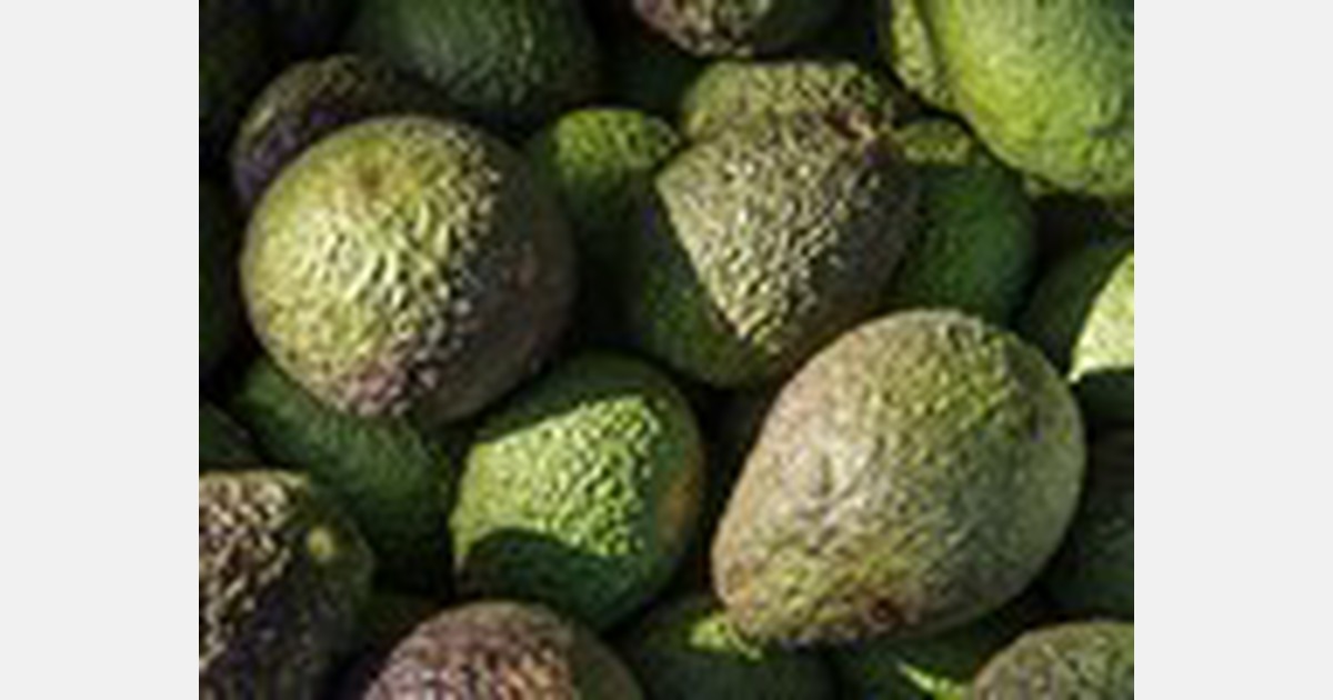 The importance of cold storage in the export of avocados