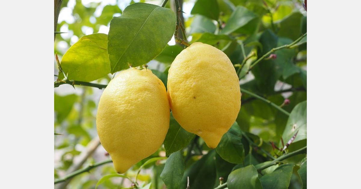 "Verna's lemon campaign has been affected by the entry of lemon from ...
