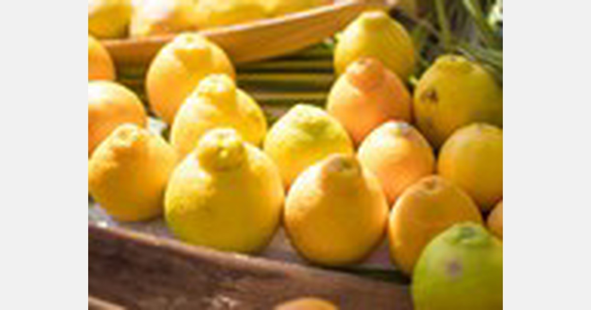 The Peruvian tangelo campaign begins with an increase in exports