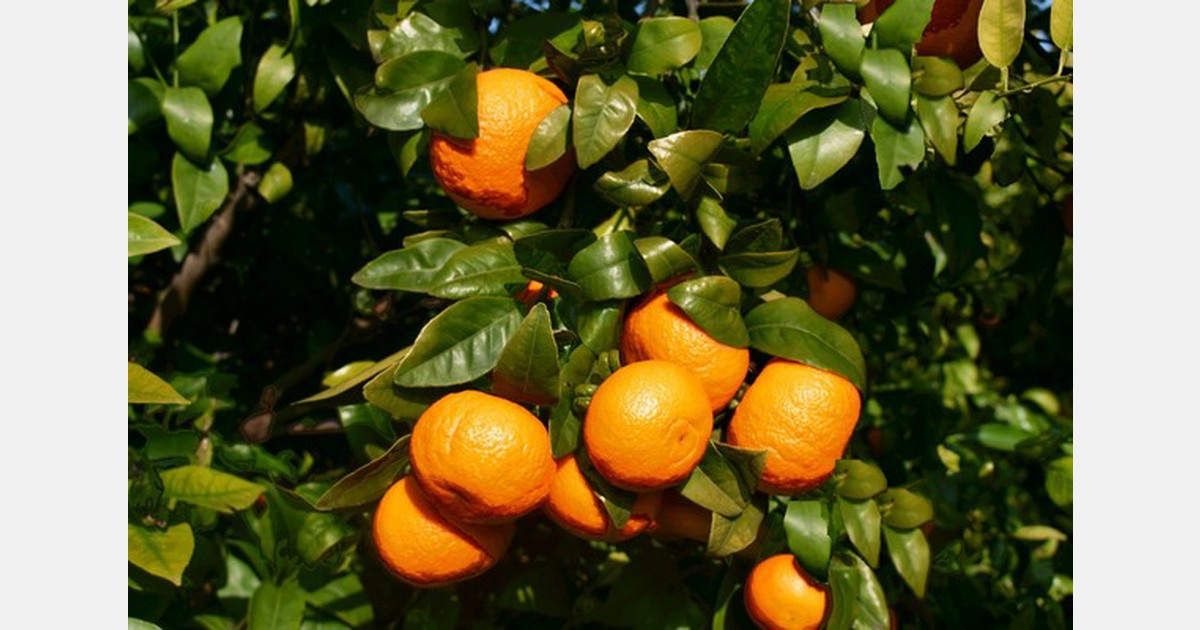 Record figures achieved by Orri mandarins in latest campaign in Spain