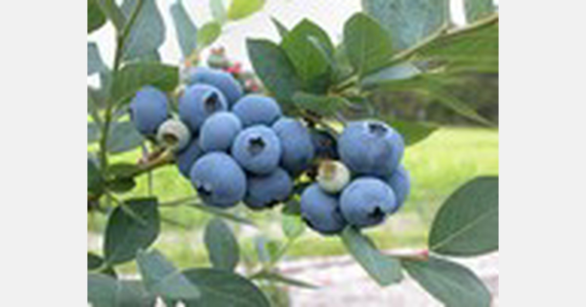 Blueberries gaining ground in Spanish region of Asturias