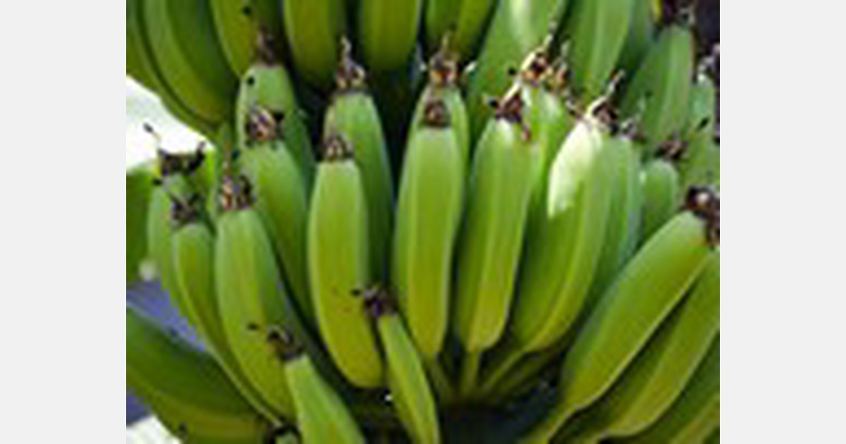 The EU consolidates itself as the main destination for Ecuadorian bananas