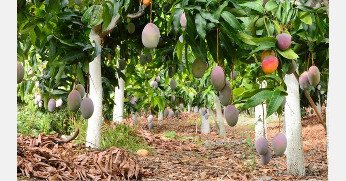 “The mangoest mango” campaign and a new Greengrocers Club