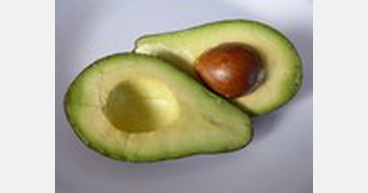 Avozilla, the giant avocado, is also grown in Spain