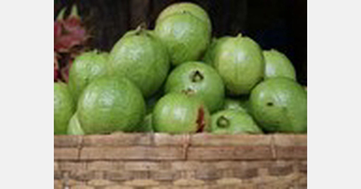 Agrosavia develops two varieties of guava for Colombian agriculture