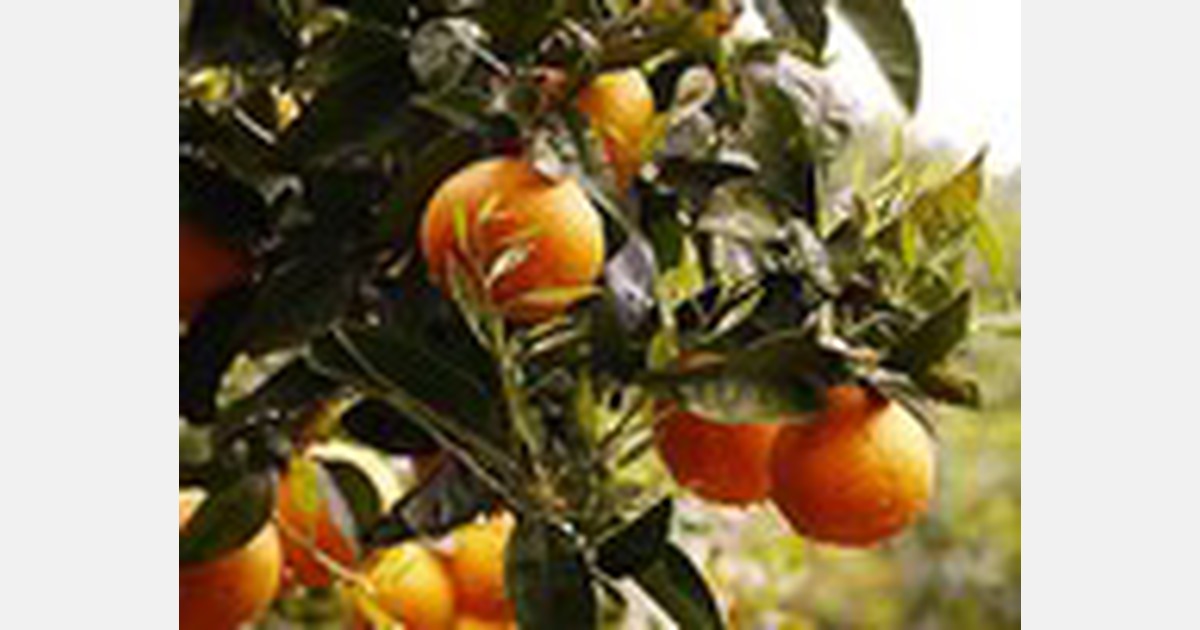 Peruvian orange exports grew by 57% in value and 37% in volume