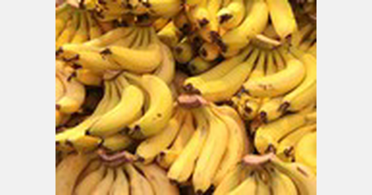 The prices of Ecuadorian bananas continue to increase