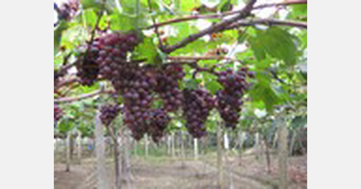 "Chilean table grape exports will grow by almost 13%"