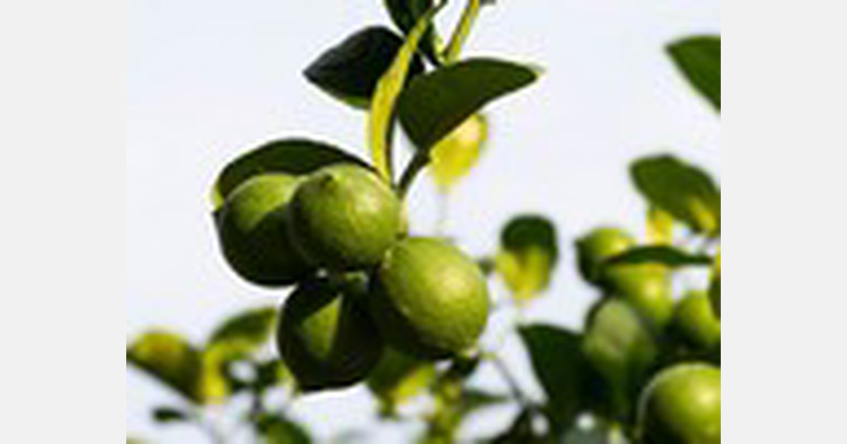 Mexican citrus exports to the United States decline