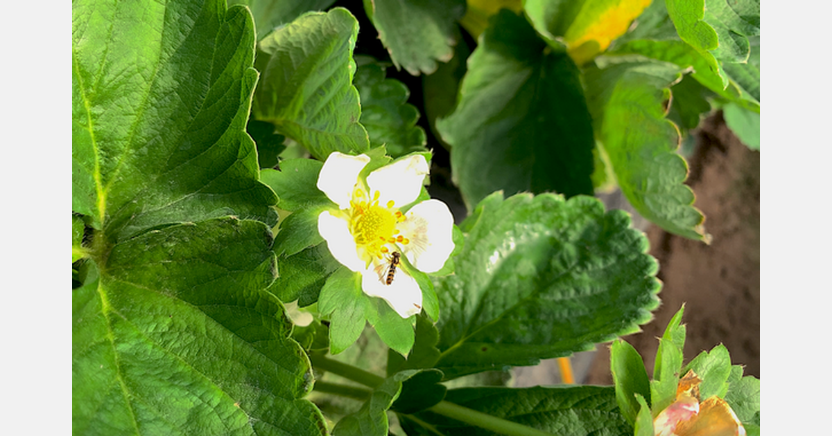 Local Mediterranean fly achieves effective control on aphids in ...