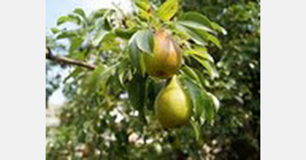 Argentine pear harvest begins in the Valley with good prospects