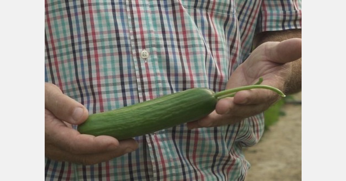 "Mini-cucumbers are already reaching the shelves of many European ...