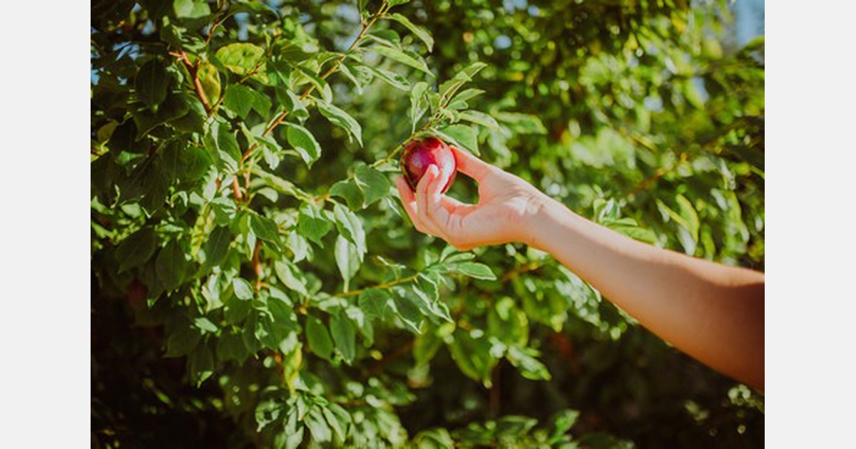 The 2021 season starts for Metis®, the plum and apricot hybrid