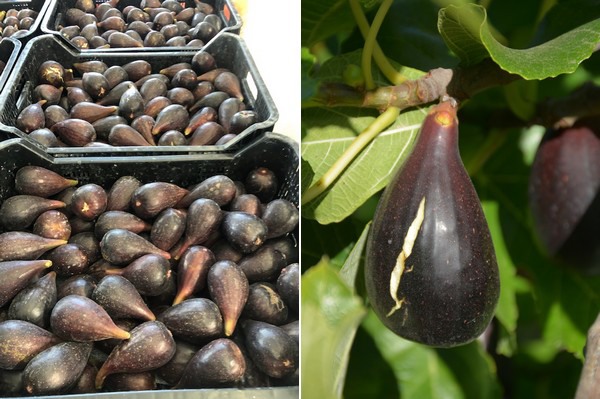 gustissimo fig