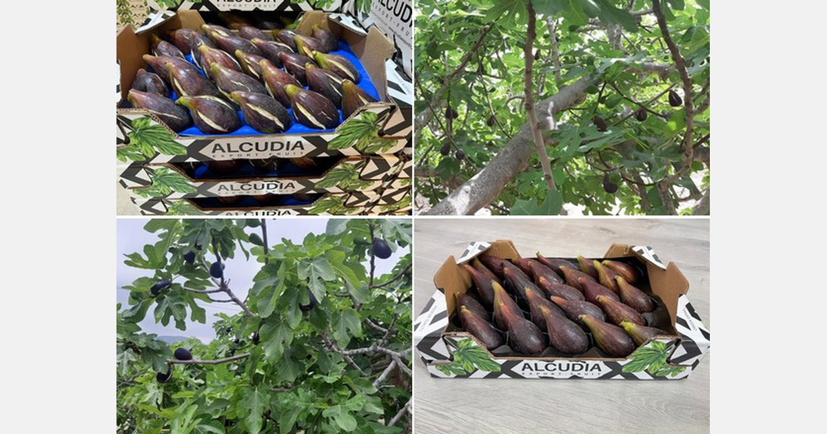 "The breva fig is a unique fruit that allows us to reach the markets ...