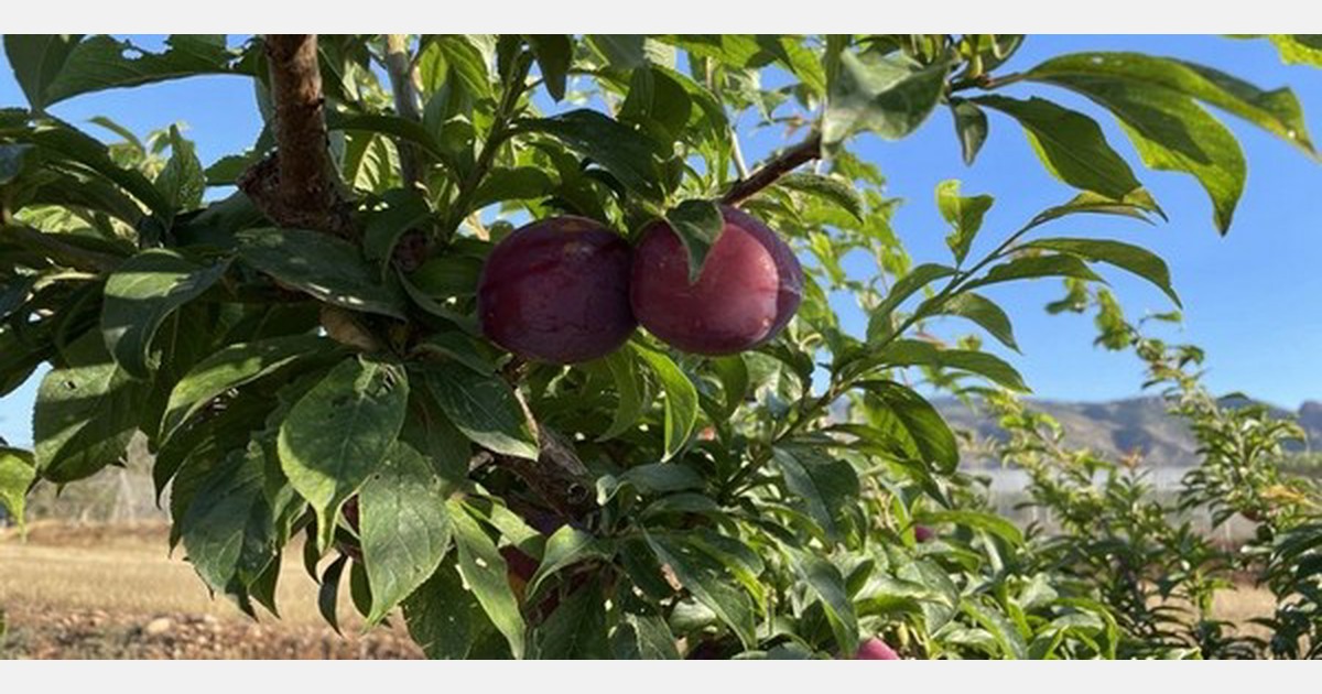 Varietal adaptation and production orientation of stone fruit trees in ...