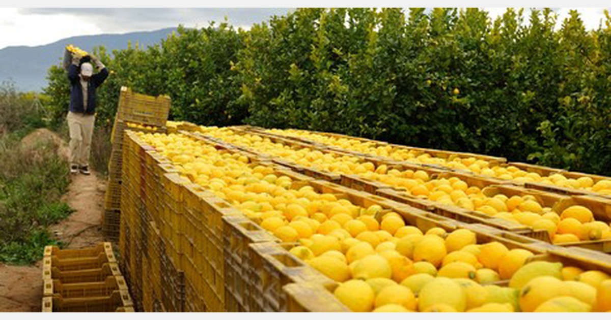 Strong increase in South African lemon imports as the Spanish Verna are ...