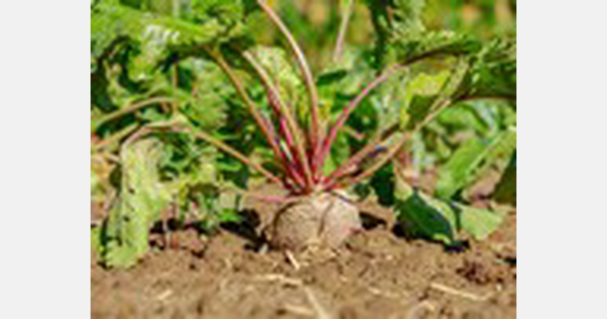 French beet production could increase by up to 26% this season while ...