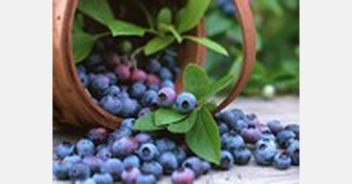 Peruvian blueberries could enter China's top-10 most demanded products