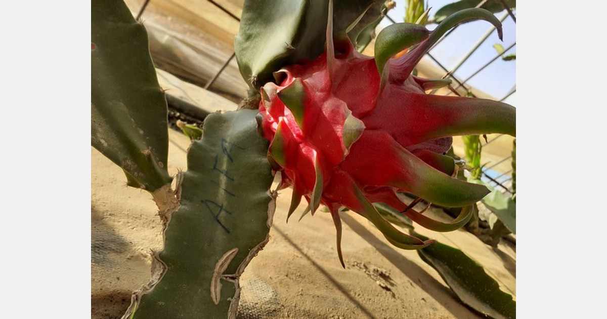 "For the next season, starting in June, we expect the pitaya production ...