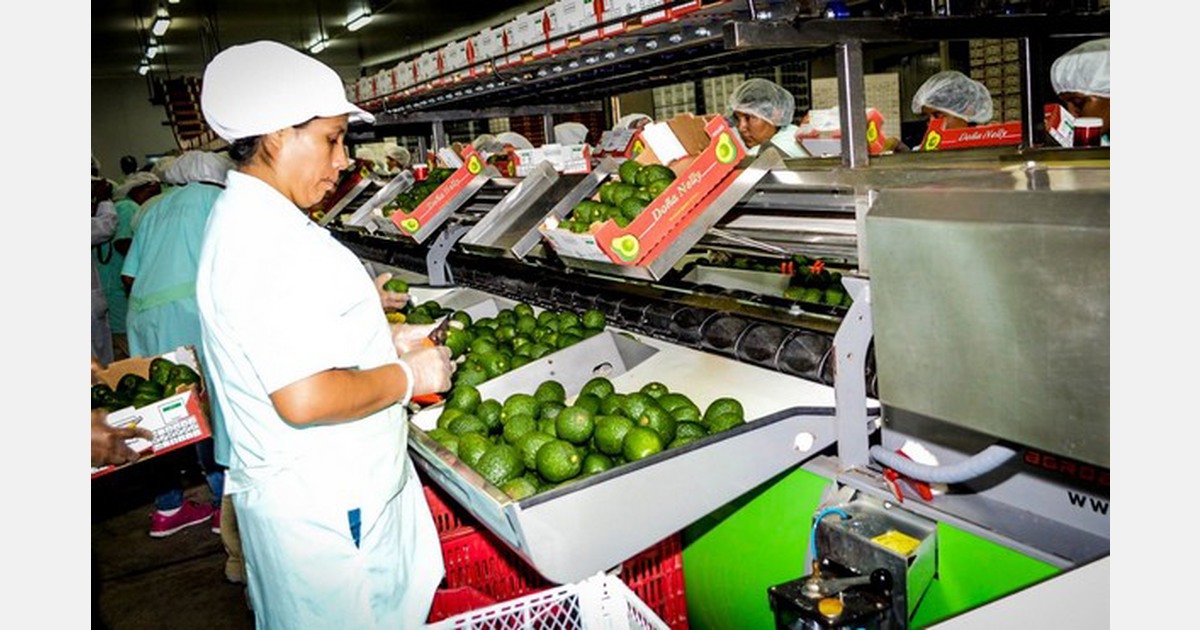 Peruvian fruit and vegetable exports continue to grow