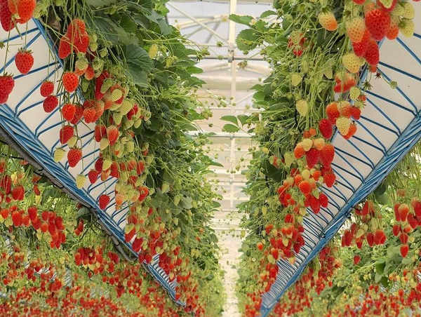Mexican hydroponic growers increased their production by up to 5% ...