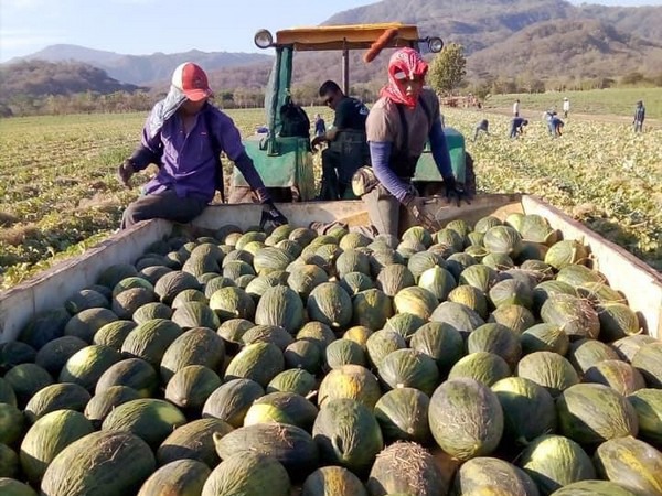 “Our Matisse melons from Costa Rica have reached Japan”