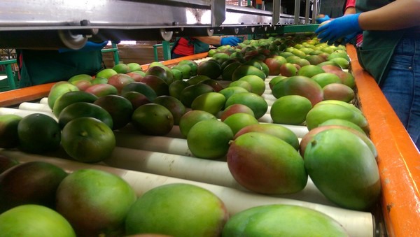 Puerto Rican mangoes determined to grow in the United States market