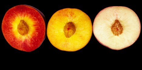 The first variety of blood nectarine hits the market