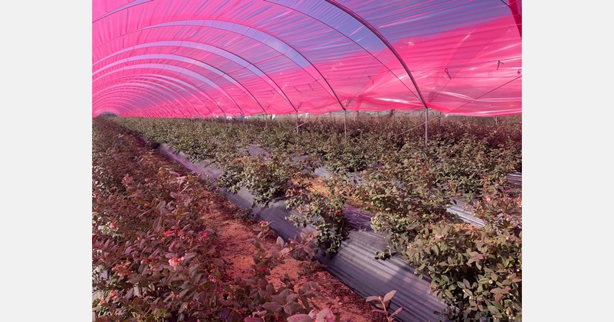 Higher productivity and earliness are the story behind these pink ...