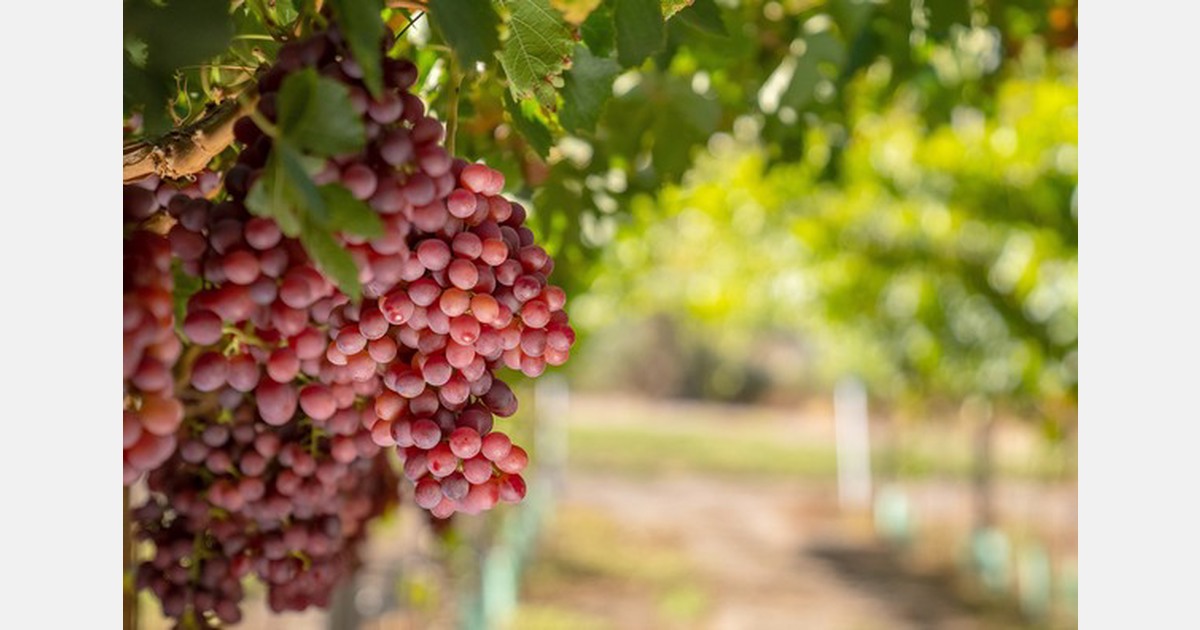 The impact of table grape varieties in Chile on small and medium-sized ...
