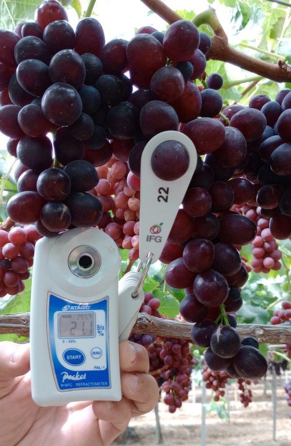 "The beginning of the table grape season was better than we had expected"