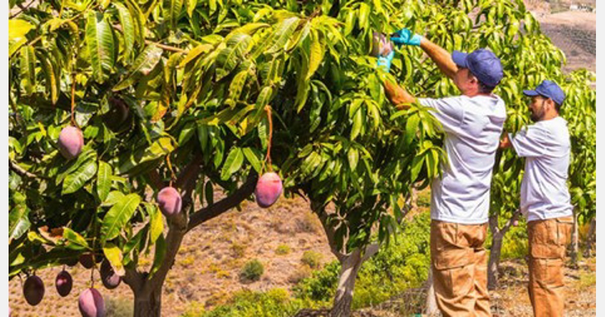 "This year, Spanish mango will become a luxury product"