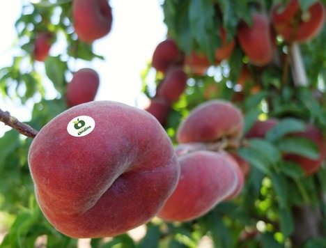 The Ondine flat nectarine and donut peach program launches its Bio version