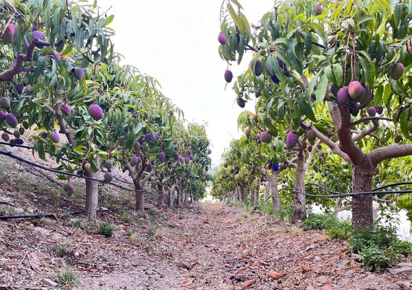 "We started the Spanish mango season with the prospect of a 30% greater ...