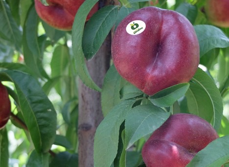 The Ondine flat nectarine and donut peach program launches its Bio version