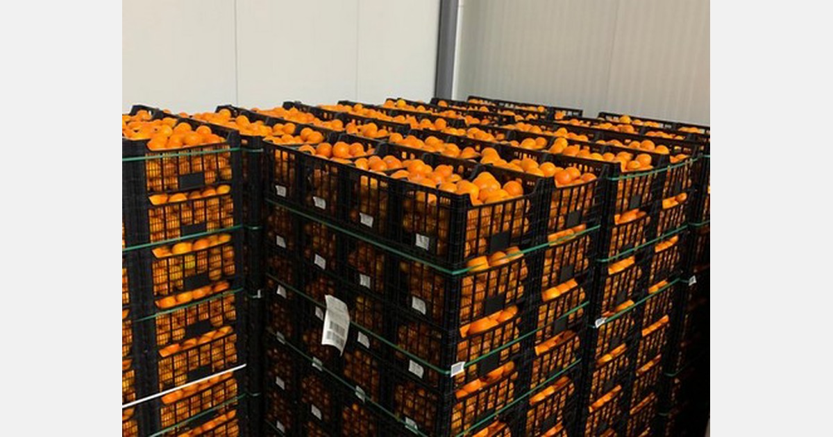 "The speed with which orange and mandarin prices increase in the field ...