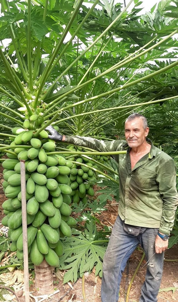 "Smaller-sized papayas sell better in the European market"