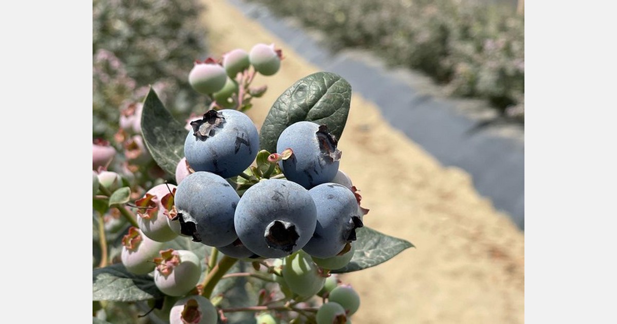 "Good start of Peruvian blueberry campaign in Europe"