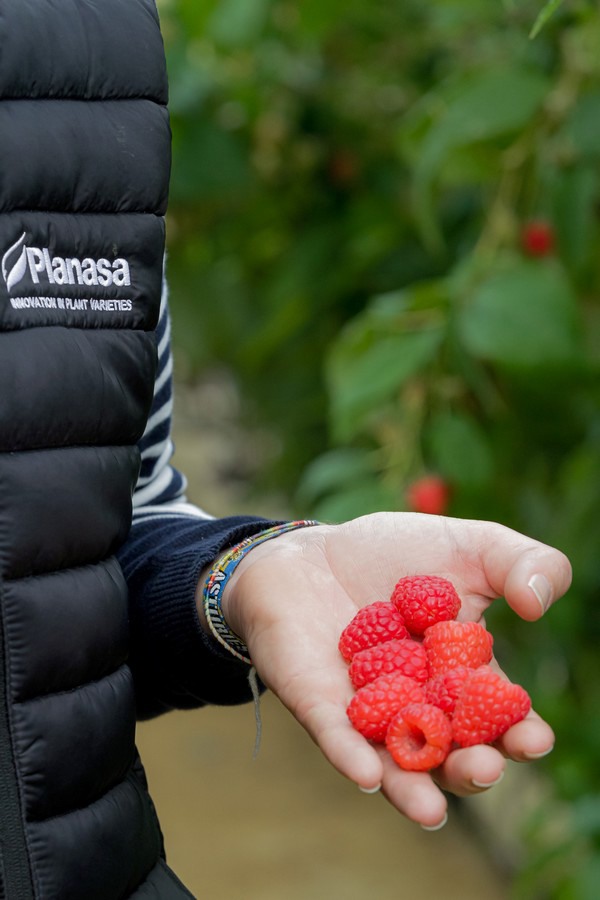 RedSayra and Red Samanta strawberries, two new raspberry varieties, and ...