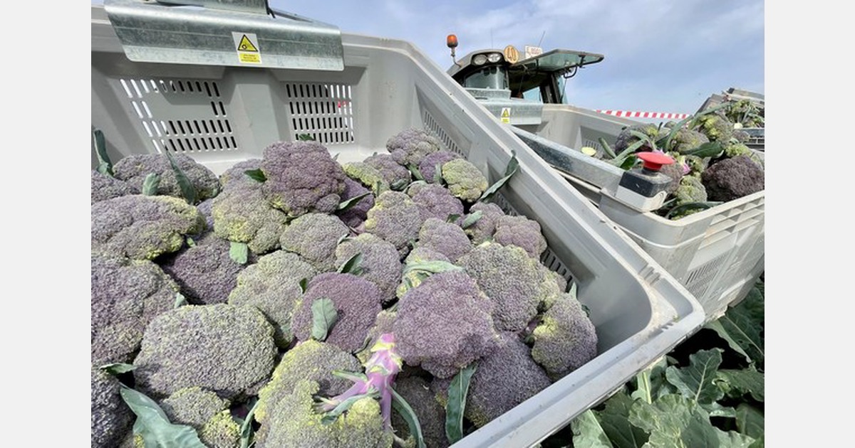 First harvests of Purple Magic broccoli in Murcia