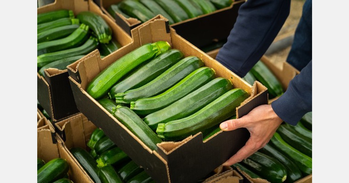 "There is a lack of supply, but the demand for zucchini is strong and ...