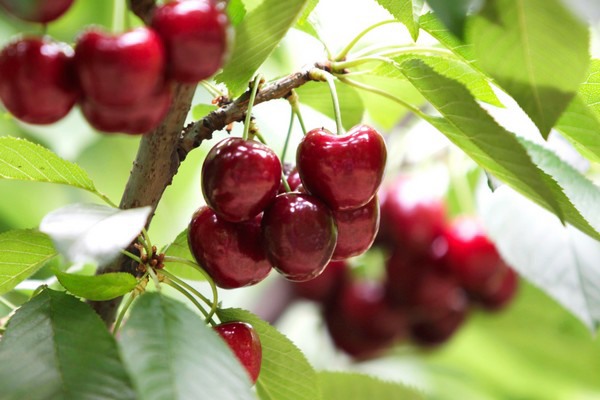 Chilean cherries' harvest and export season has begun