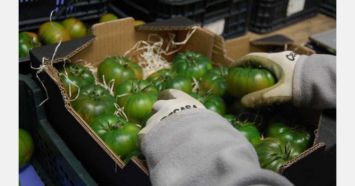 "Just when they were about to get rid of the Raf tomato, they ...