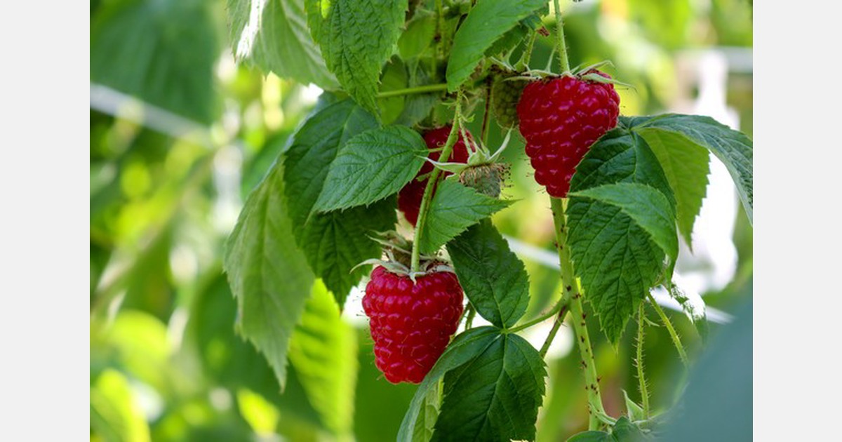 Planasa successfully tests Pink Rosita raspberry in the Netherlands at ...