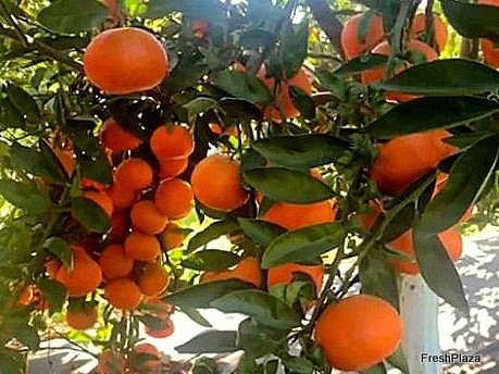 "The Leanri has surprised us by bringing the harvest in Huelva forward ...