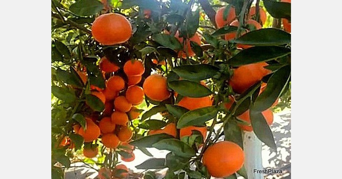 "The Leanri has surprised us by bringing the harvest in Huelva forward ...