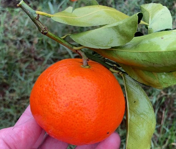 "The Leanri has surprised us by bringing the harvest in Huelva forward ...