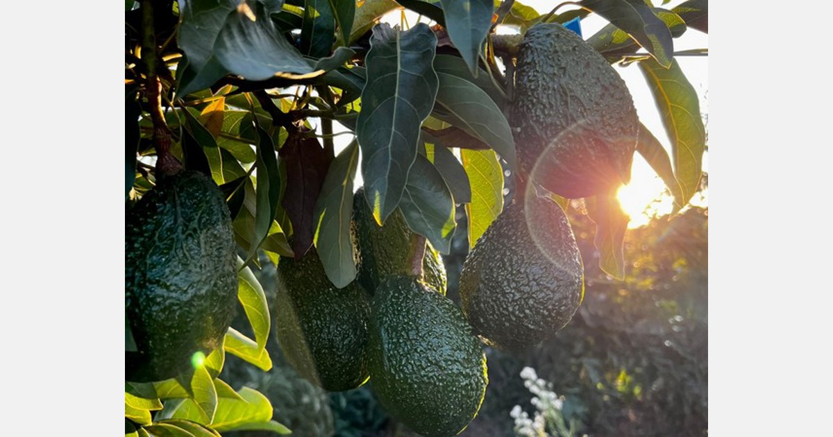 "Out of all the plants produced in our nursery, 40% are already grafted ...